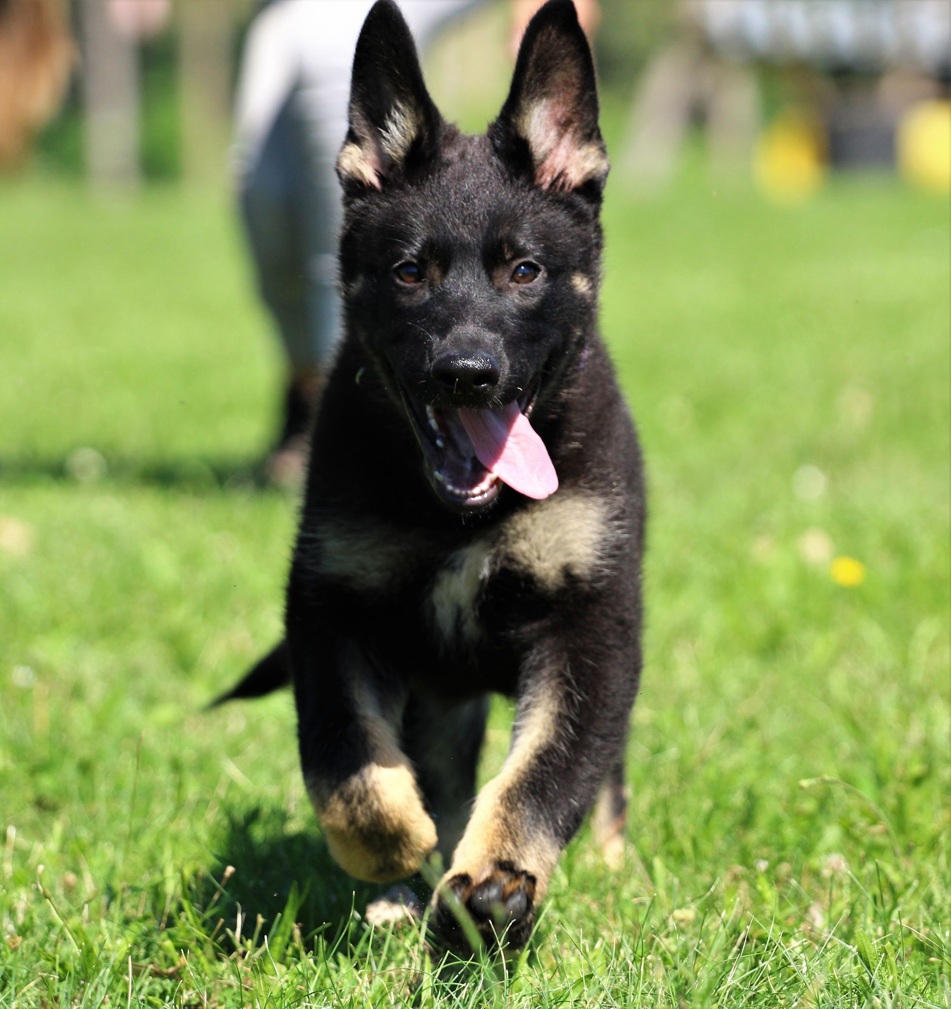 Események - Ranger Dog Training Center