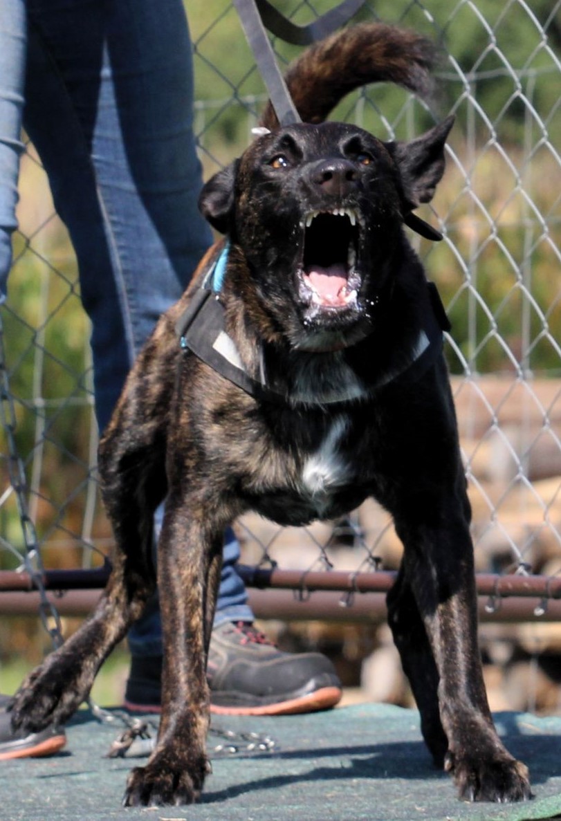 Legszebb kutya verseny - Ranger Dog Training Center