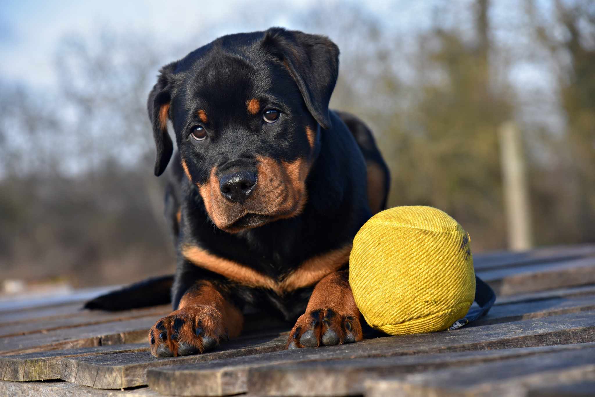 Média - Ranger Dog Training Center