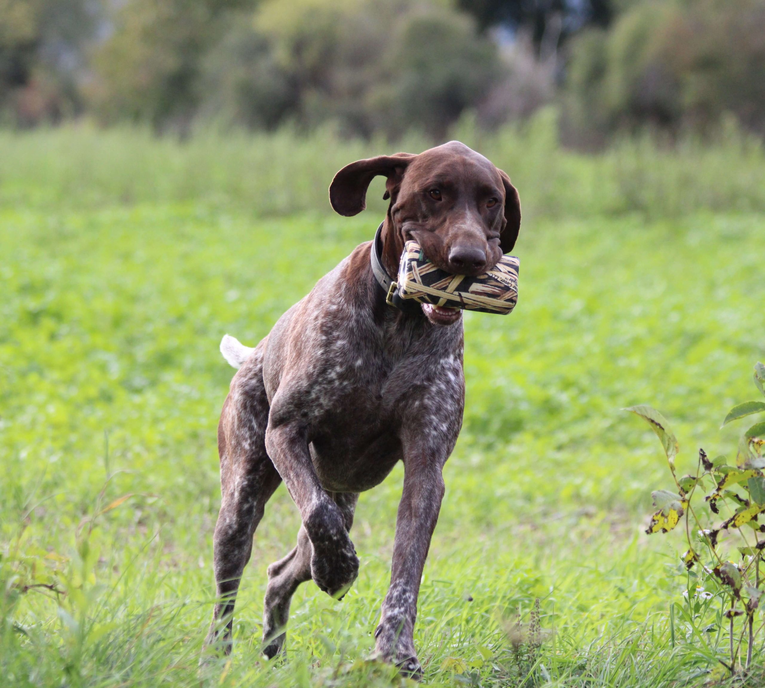 Vadászkutyák - Ranger Dog Training Center