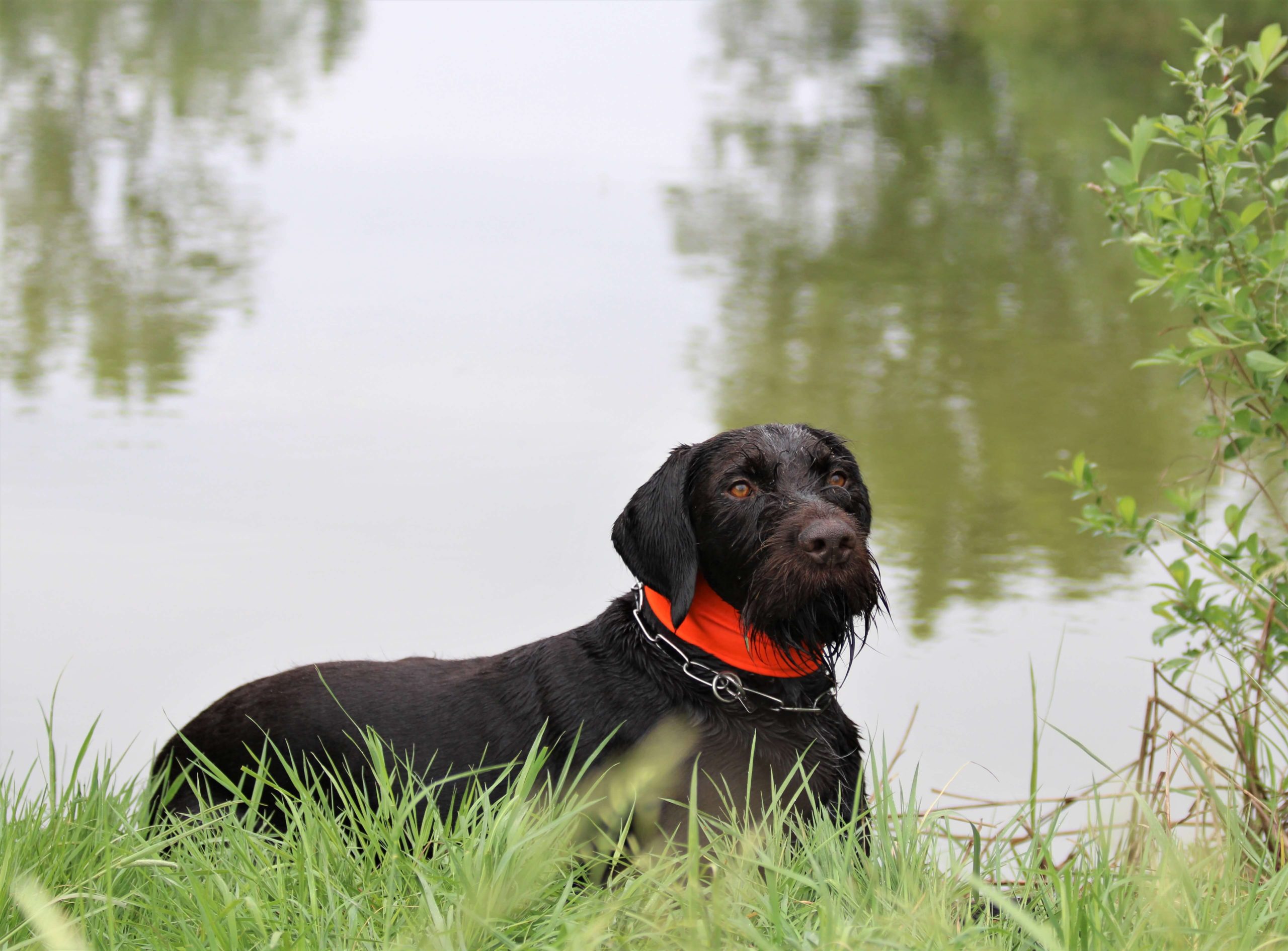 Vadászkutyák - Ranger Dog Training Center